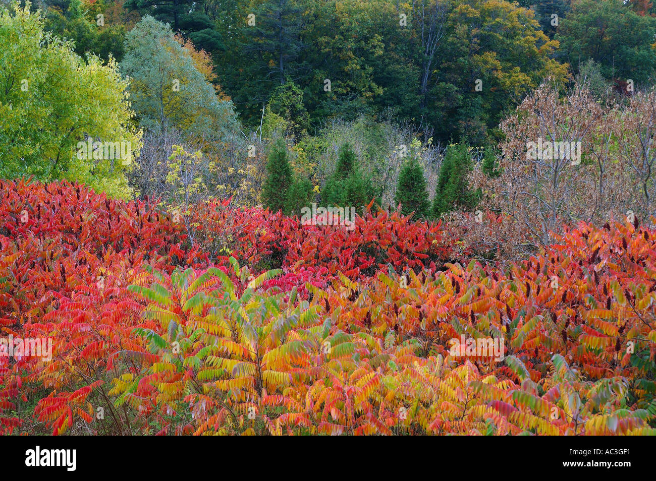 Red Sumac and Cedar Fall colors Stock Photo - Alamy