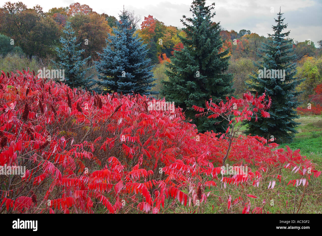 Sumac trees hi-res stock photography and images - Alamy