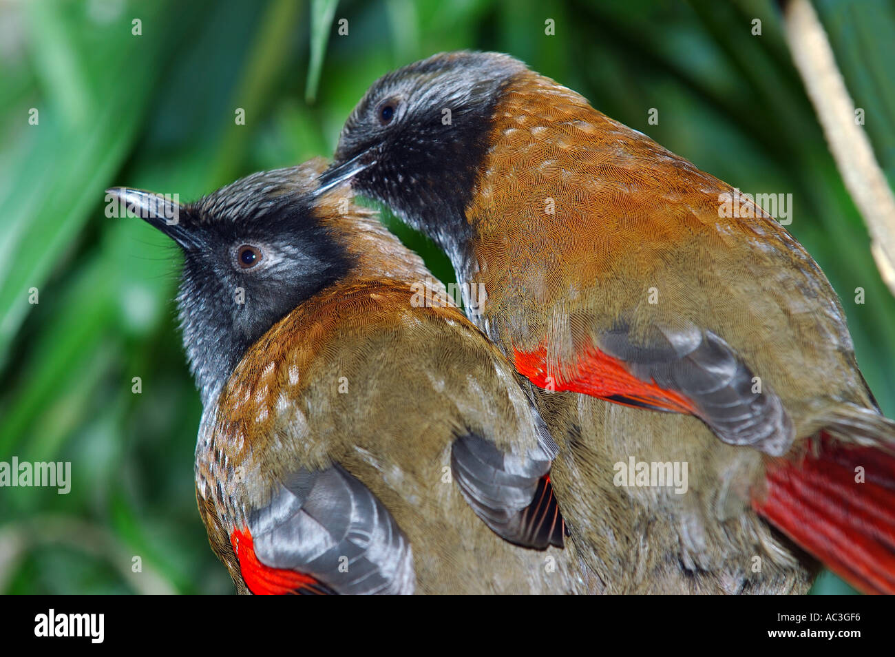 Red Winged Laughing thrush grooming partner Stock Photo - Alamy