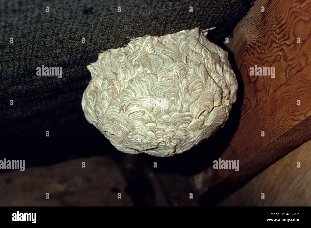 Wasps Nest Showing Complete Structure In Loft Of House United Kingdom
