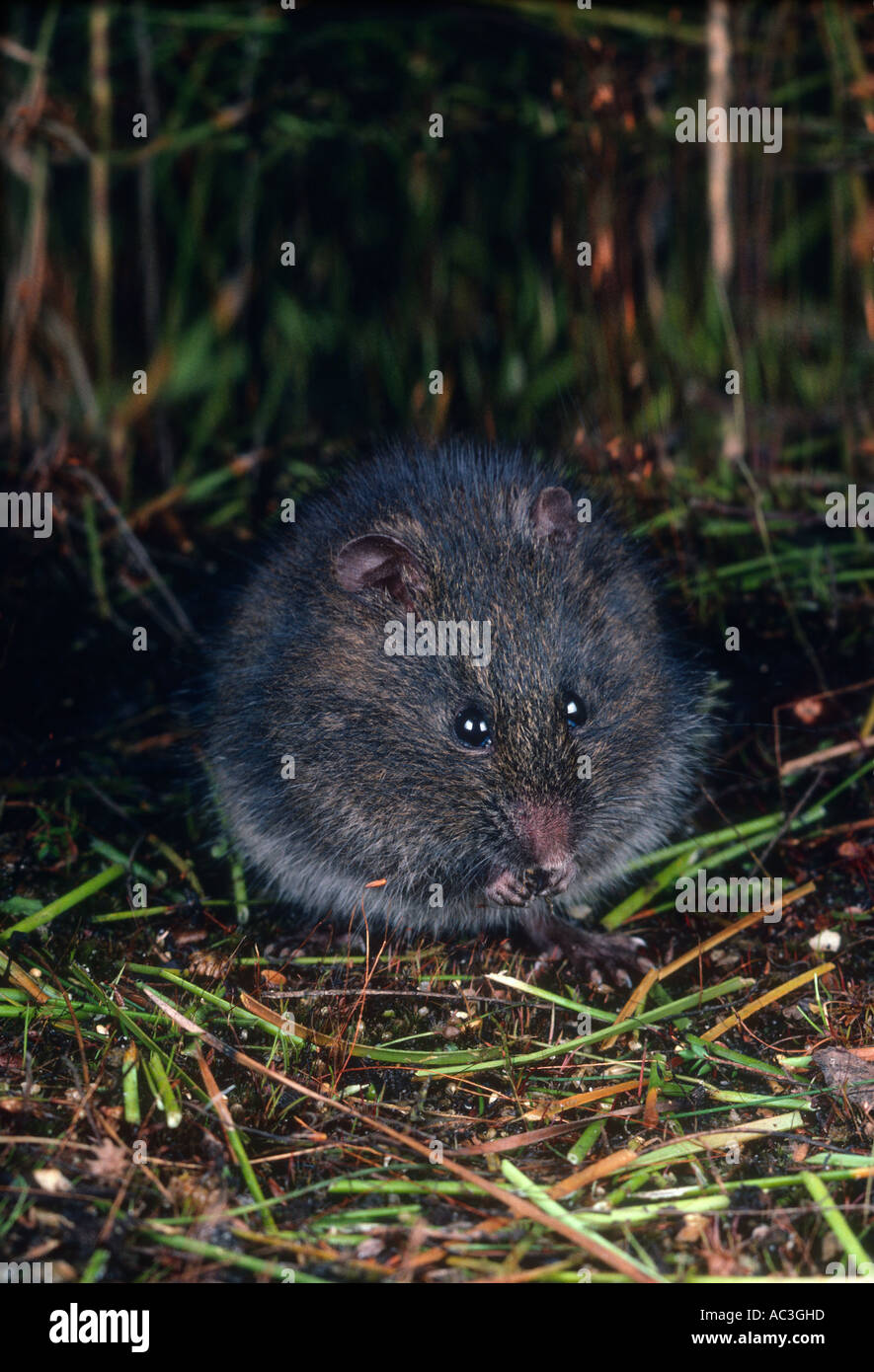 Broad toothed mouse hi-res stock photography and images - Alamy
