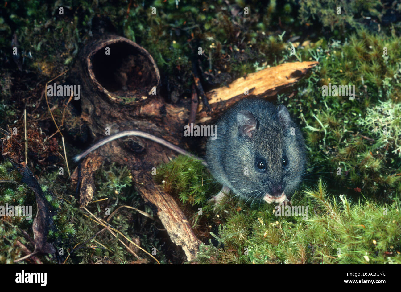 Long tailed Mouse Pseudomys higginsi Tasmanian endemic Photographed in ...