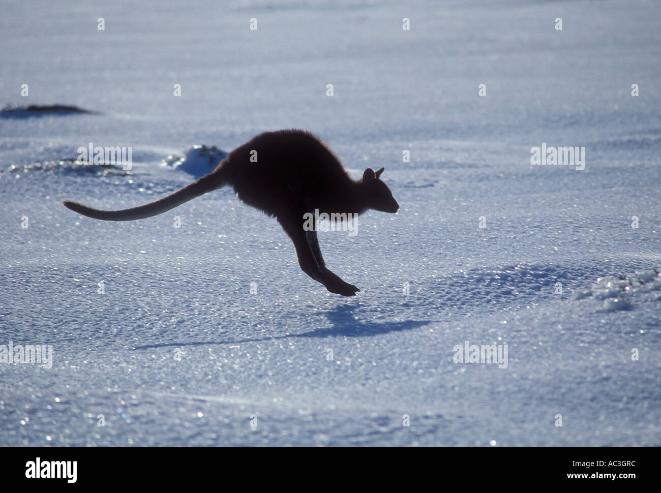 Red necked Wallaby Macropus rufogriseus Bounding in snow Photographed ...