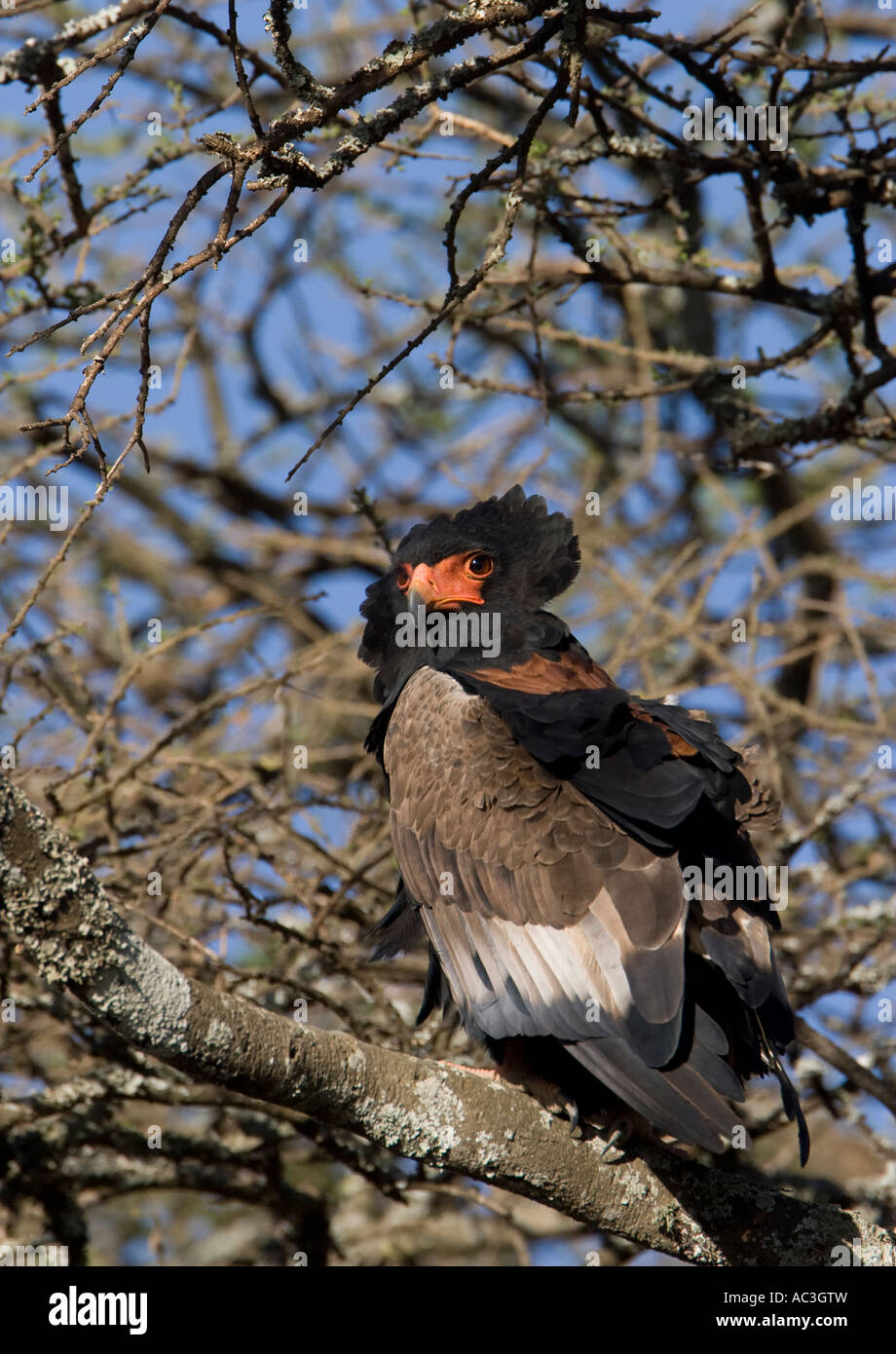 Bateleur eagle (terathopius ecaudatus) hi-res stock photography and ...