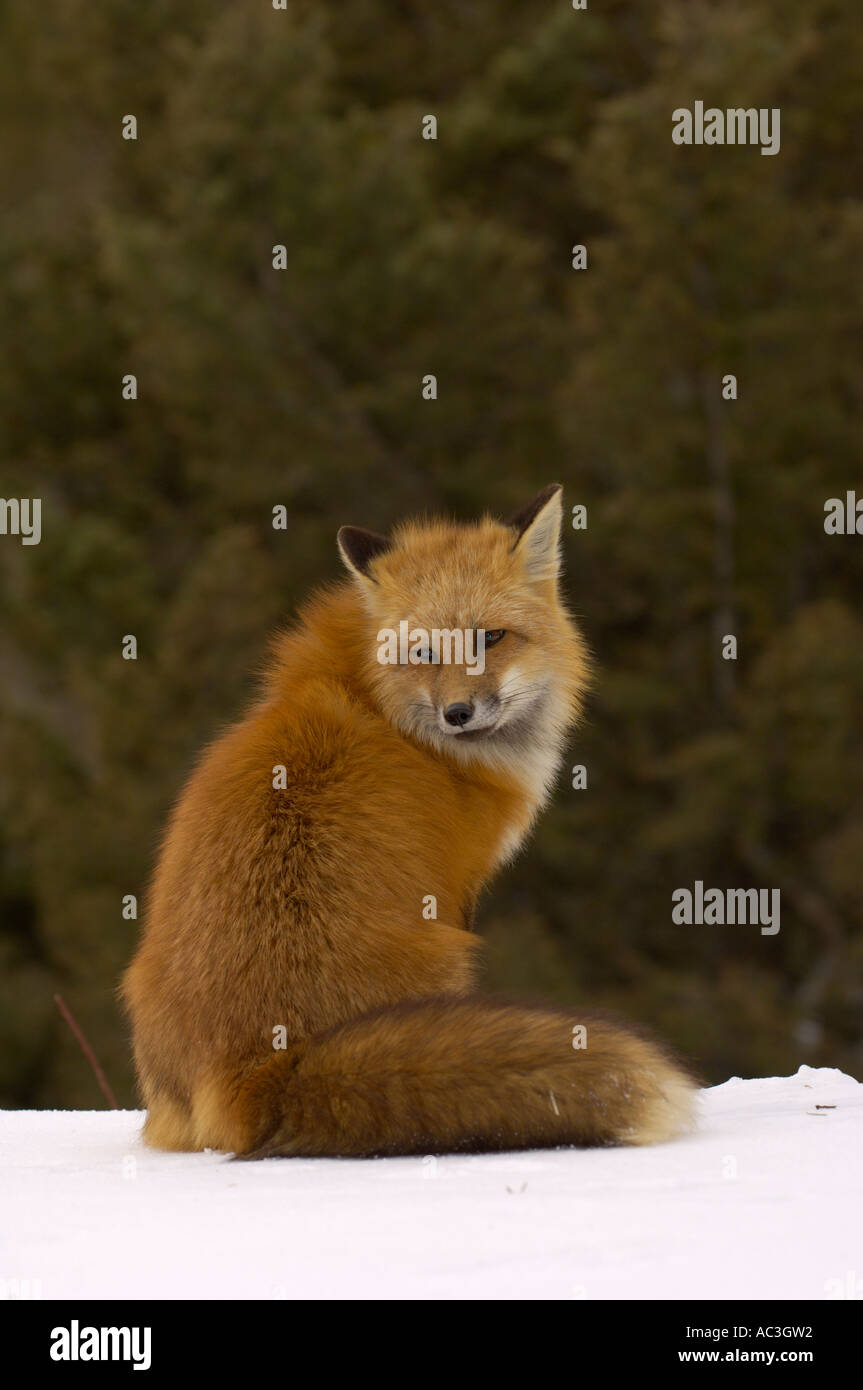 American Red Fox Vulpes vulpes Photographed in USA Stock Photo - Alamy