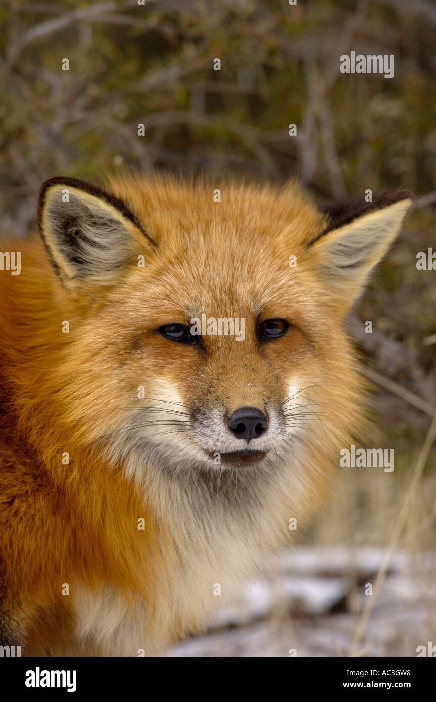 American red fox vulpes vulpes photographed in usa hi-res stock ...
