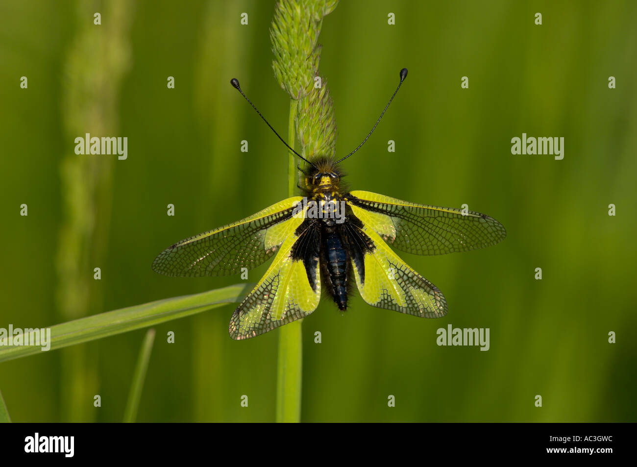 Corydalidae insect wing hi-res stock photography and images - Alamy