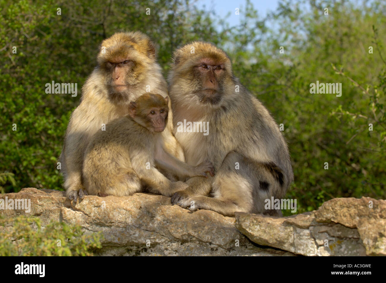 Barbary Macaque Macaca sylvanus Family group Stock Photo - Alamy