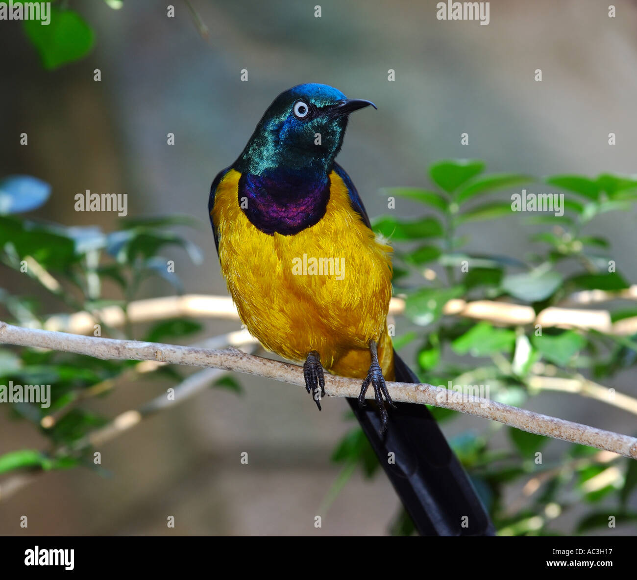 African Royal Starling bird on a branch Stock Photo - Alamy