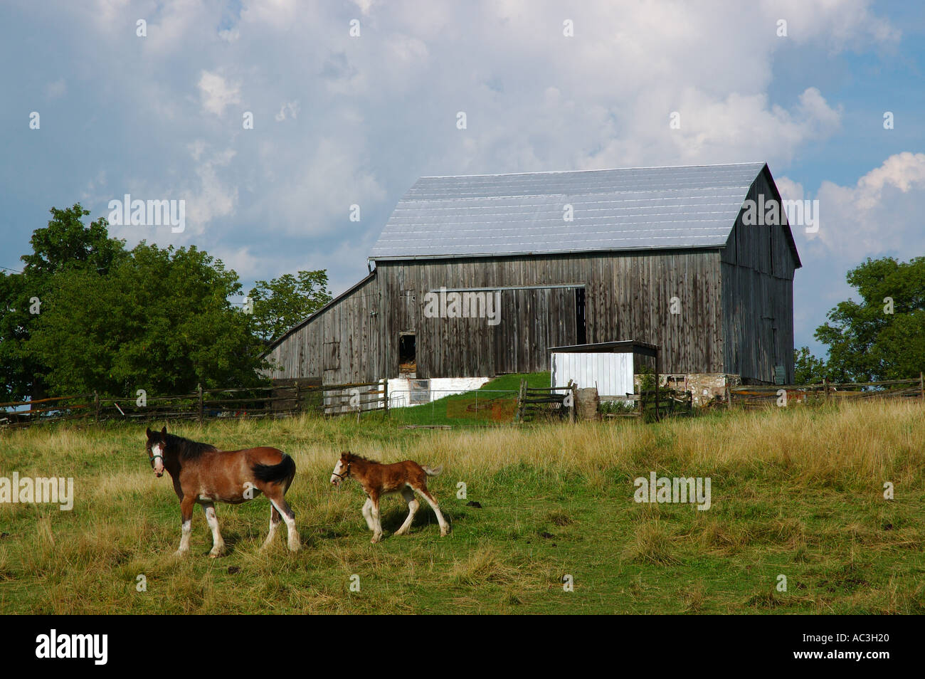 Colt running after mother at the barn Stock Photo - Alamy