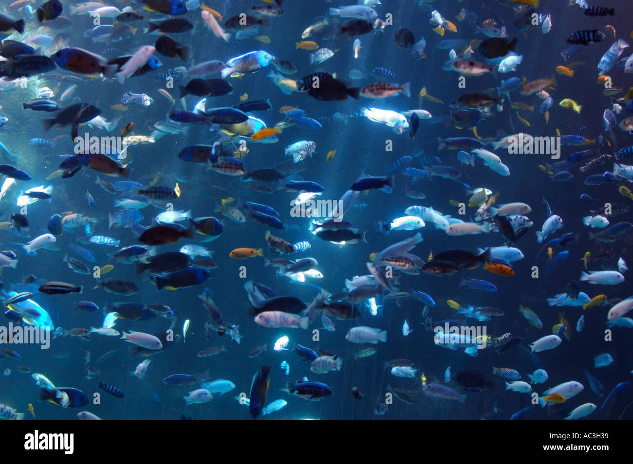 Schools various fish in aquarium hi-res stock photography and images ...