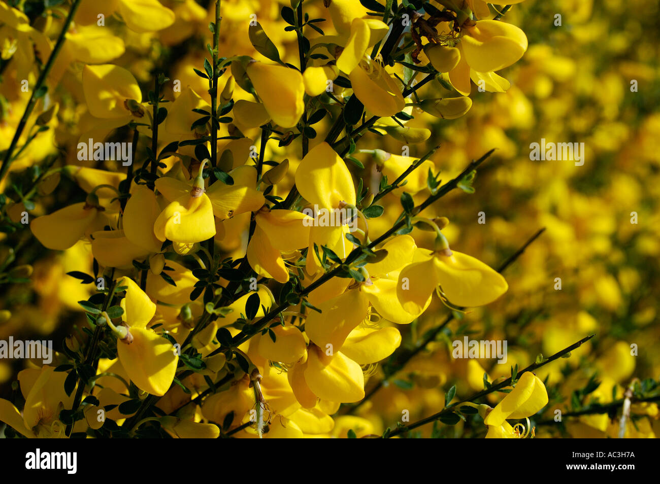 Ginster hi-res stock photography and images - Alamy