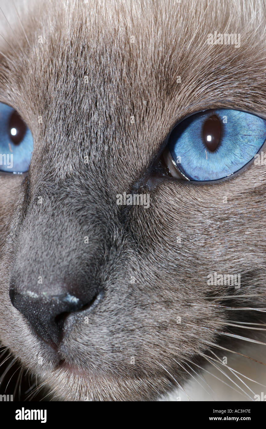 Close up of Siamese Blue Point face portrait Stock Photo - Alamy