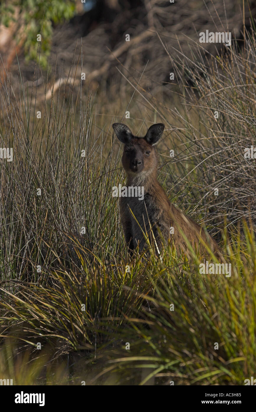 Fuliginosus hi-res stock photography and images - Alamy