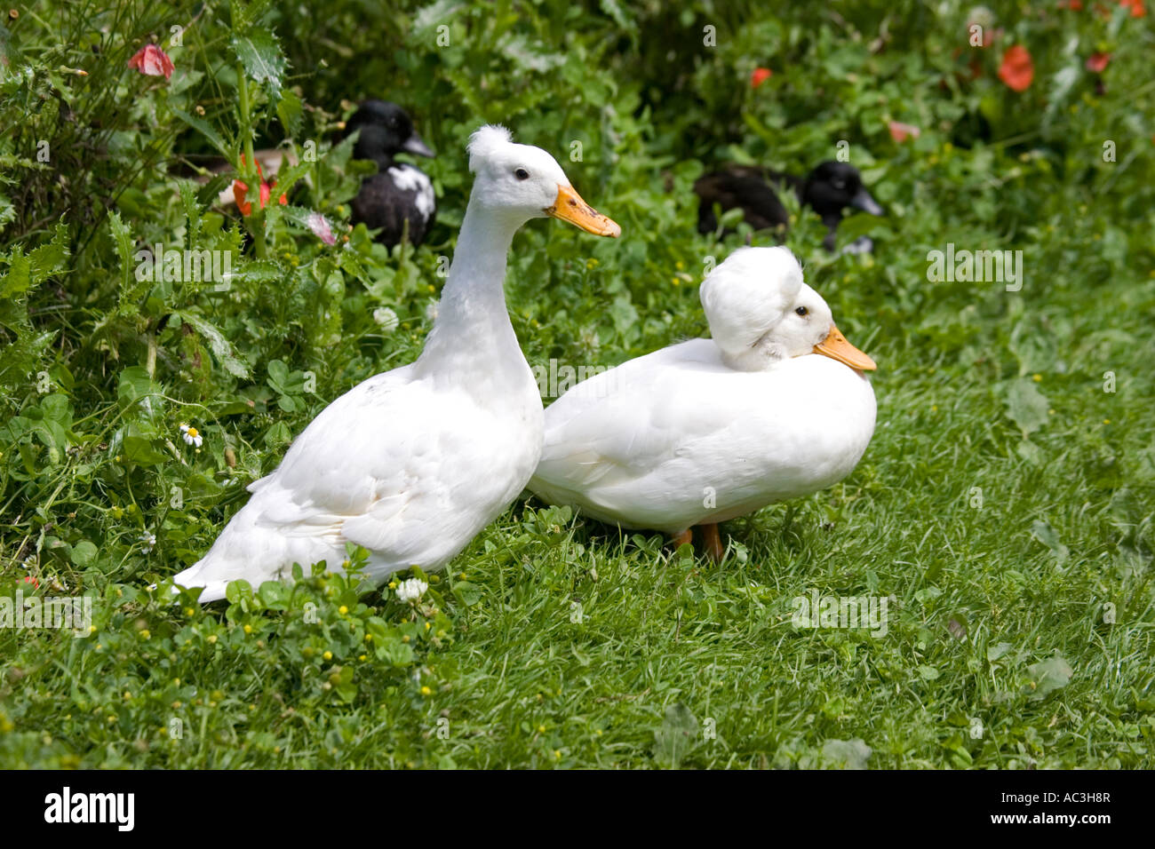 White Crested Duckling