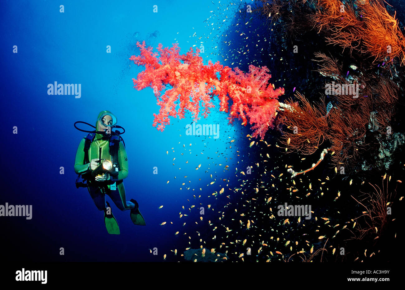 Scuba diver and Red soft corals Acropora divaricata Sudan Africa Red ...