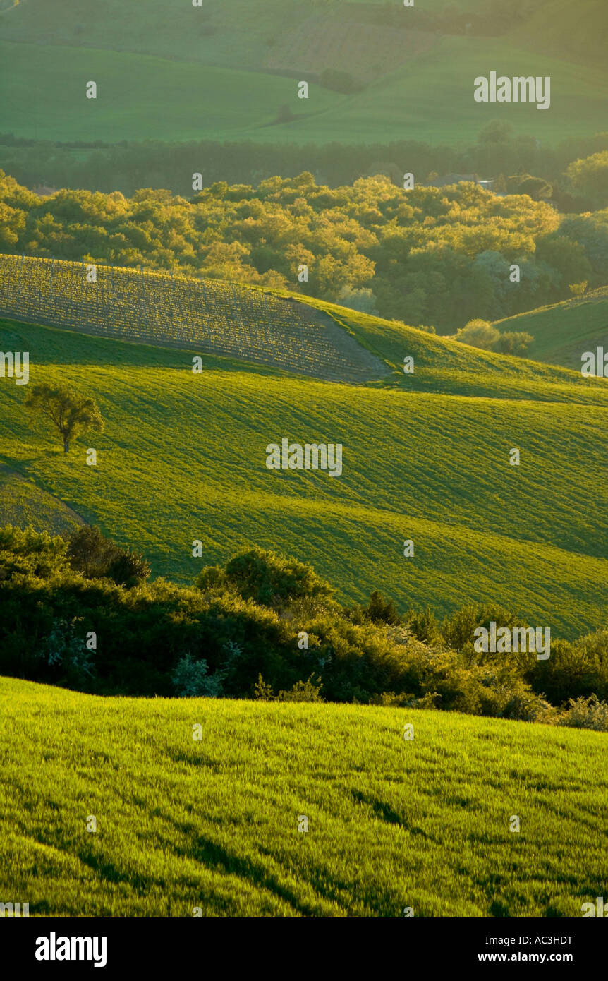 Rural countryside landscape in Tuscany region of Italy Stock Photo - Alamy