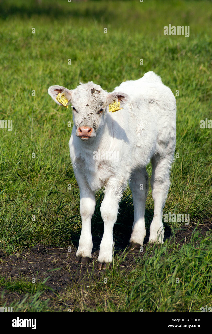 Calfs germany hi-res stock photography and images - Alamy