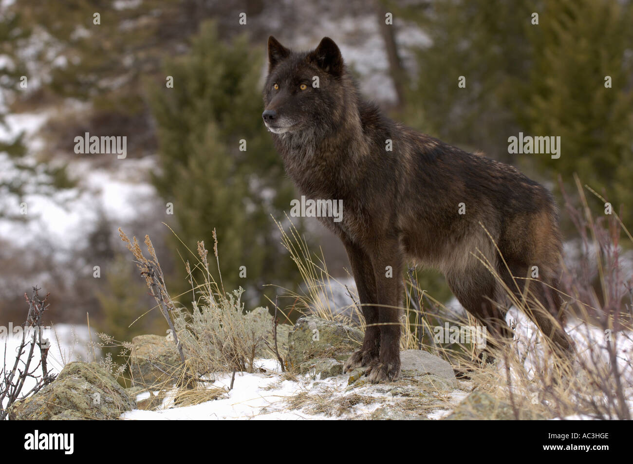 Gray Wolf American Canis lupis Photographed in USA Stock Photo - Alamy