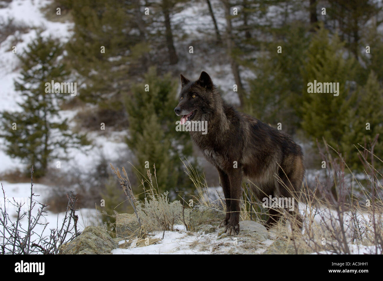 Gray Wolf American Canis lupis Photographed in USA Stock Photo - Alamy