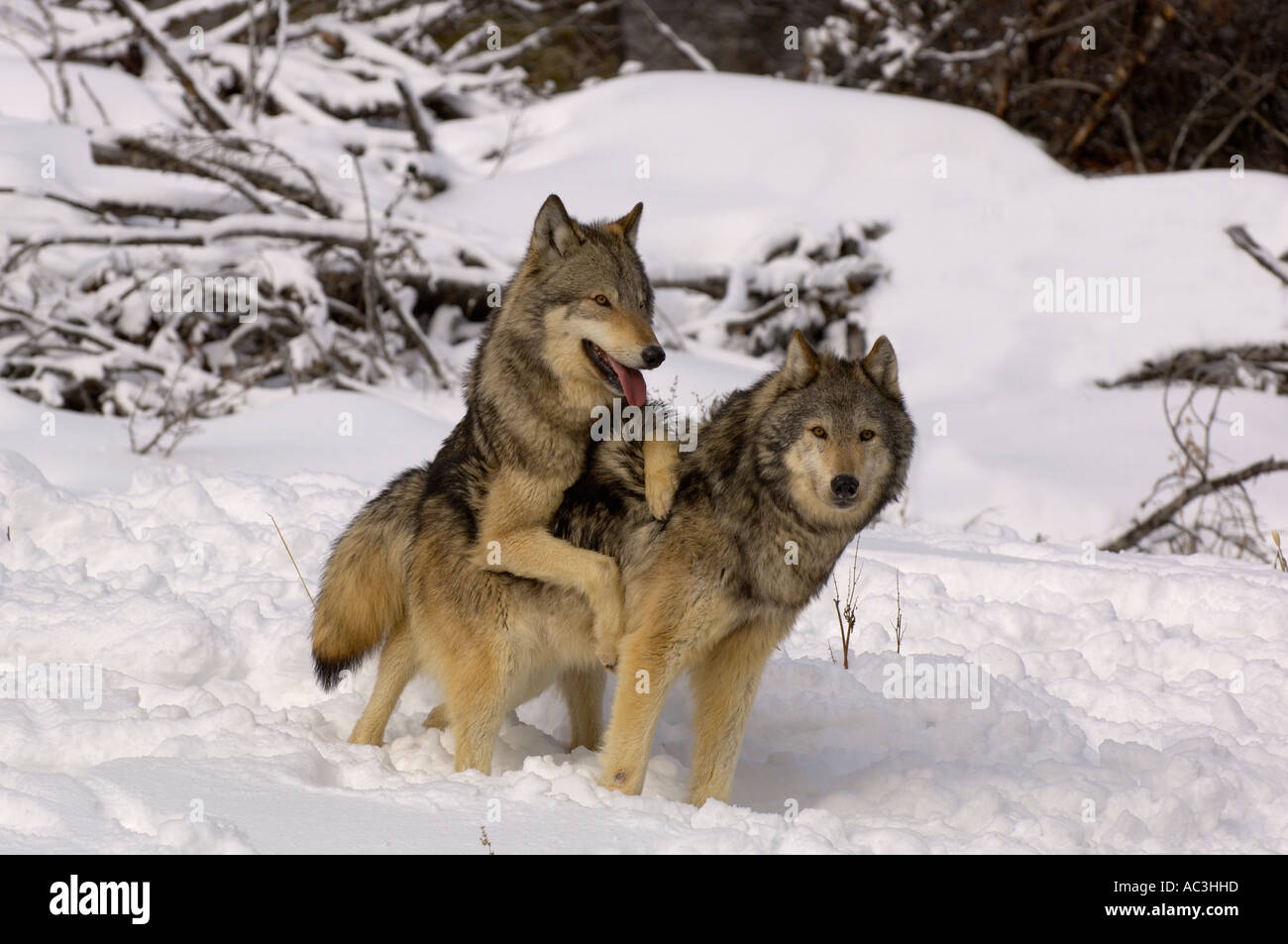 Grey gray timber wolf hi-res stock photography and images - Alamy