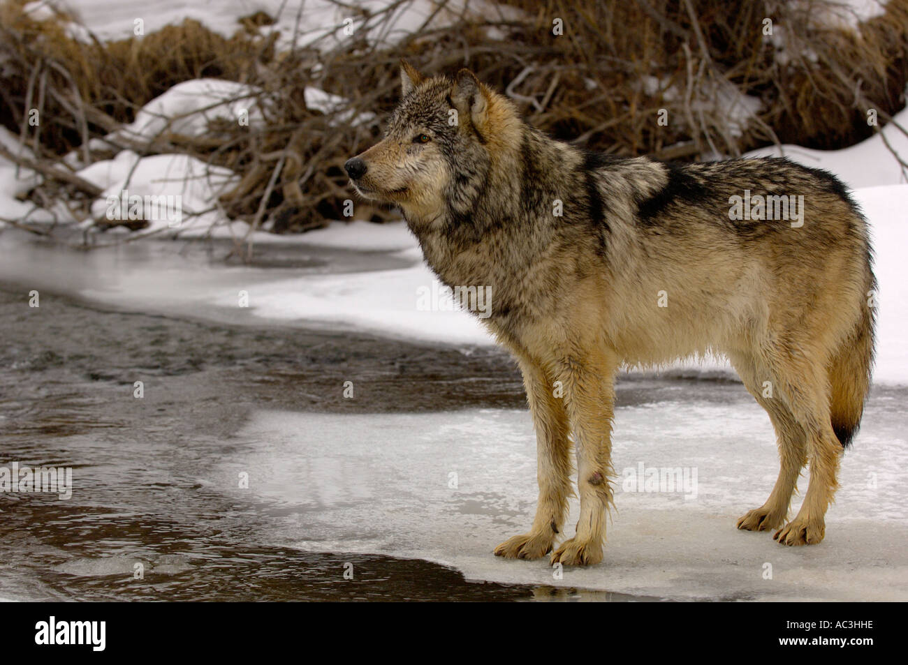 North american grey wolf hi-res stock photography and images - Alamy