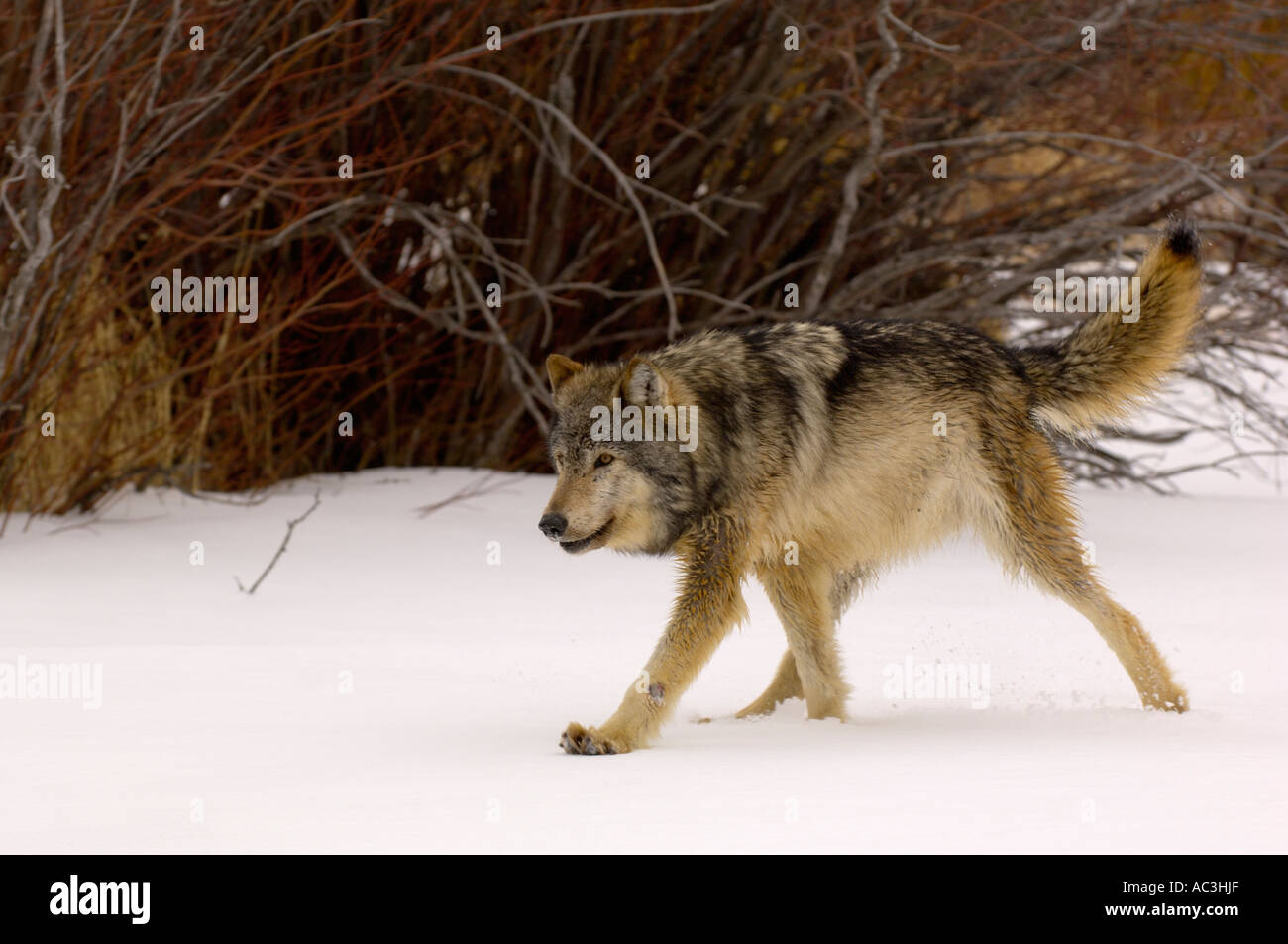 Gray Wolf American Canis lupis Running in snow Photographed in USA ...