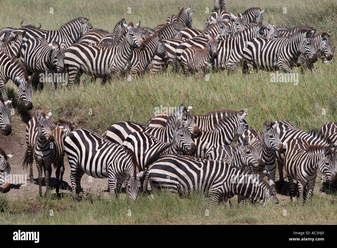 Common Zebra Herd Stock Photo - Alamy