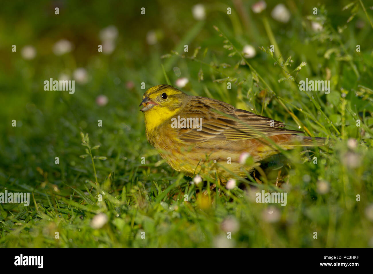 Wildlife bird european emberizidae seed eater hi-res stock photography ...