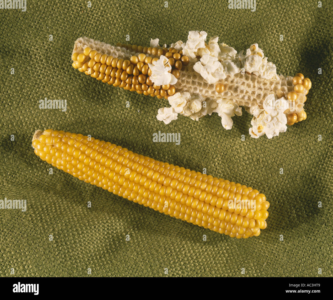 PEARL TYPE POPCORN ZEA MAYS VERTA TWO EARS OF POPCORN ONE WAS EXPOSED ...