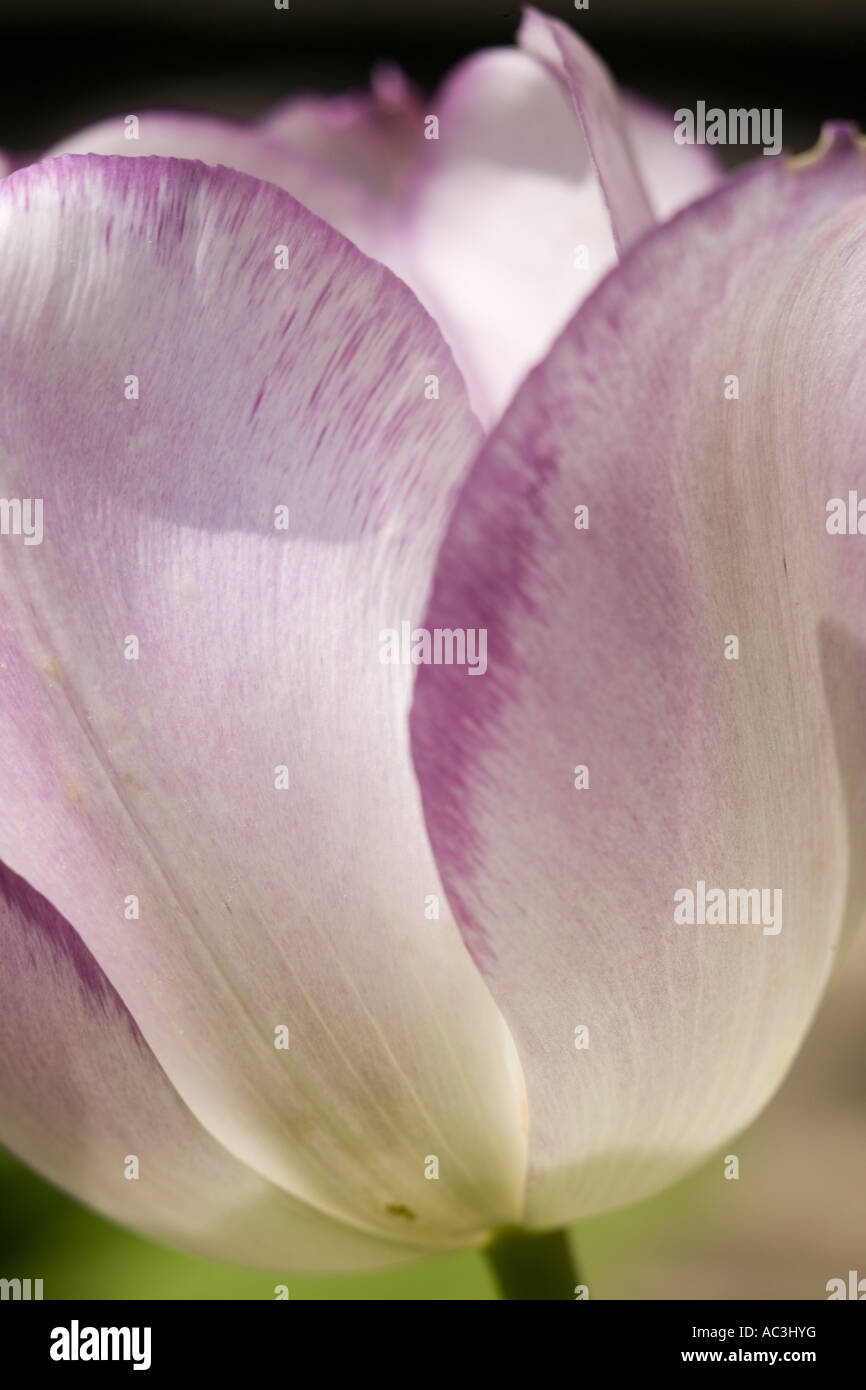 Hybrid tulip flower close up macro upstate New York Stock Photo - Alamy