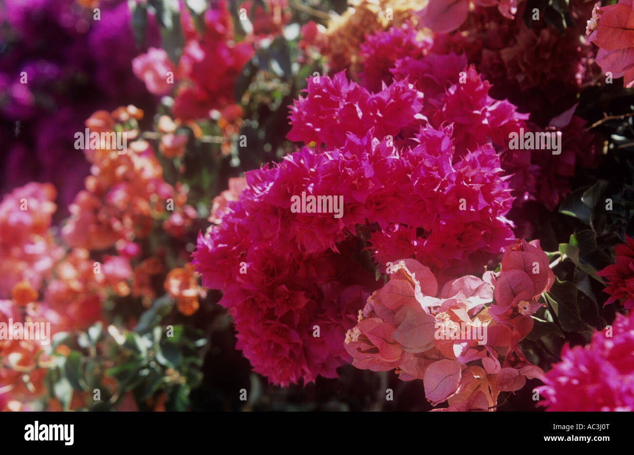 Paphos colourful suburban Garden Flowers cyprus Stock Photo - Alamy