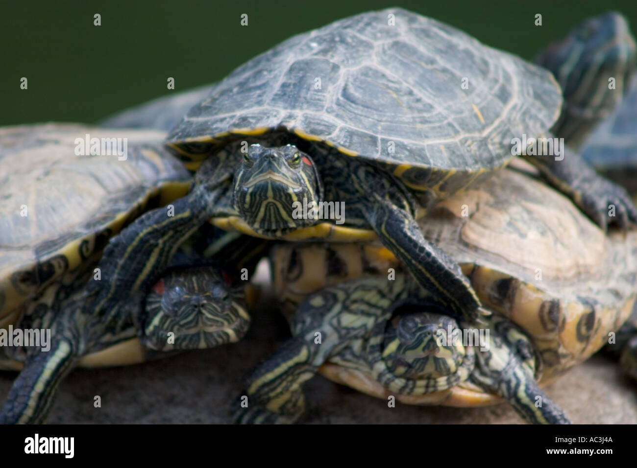 A Group of Turtles Stock Photo: 4253257 - Alamy
