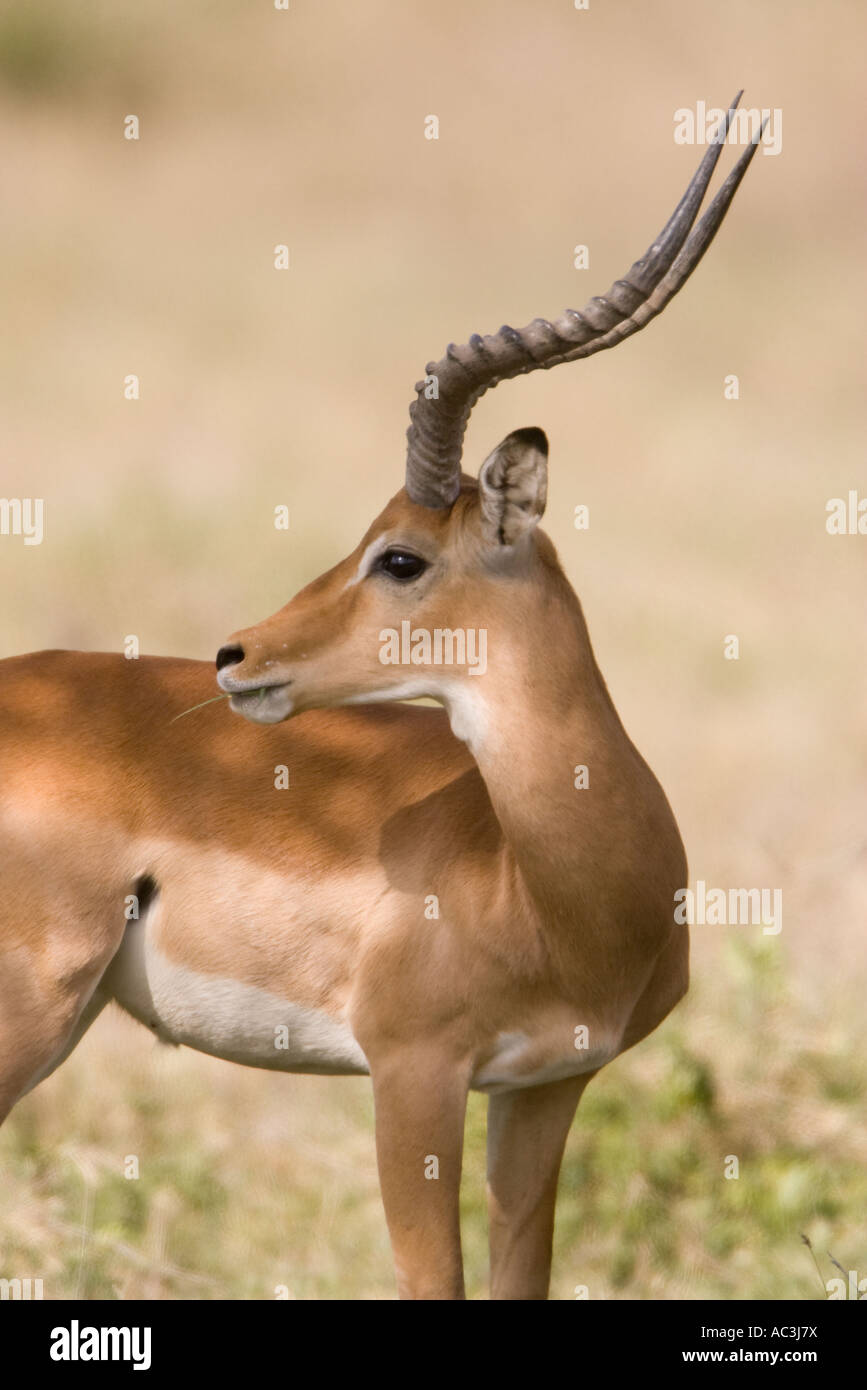 Impala Looking Back with Grass in Mouth Stock Photo - Alamy