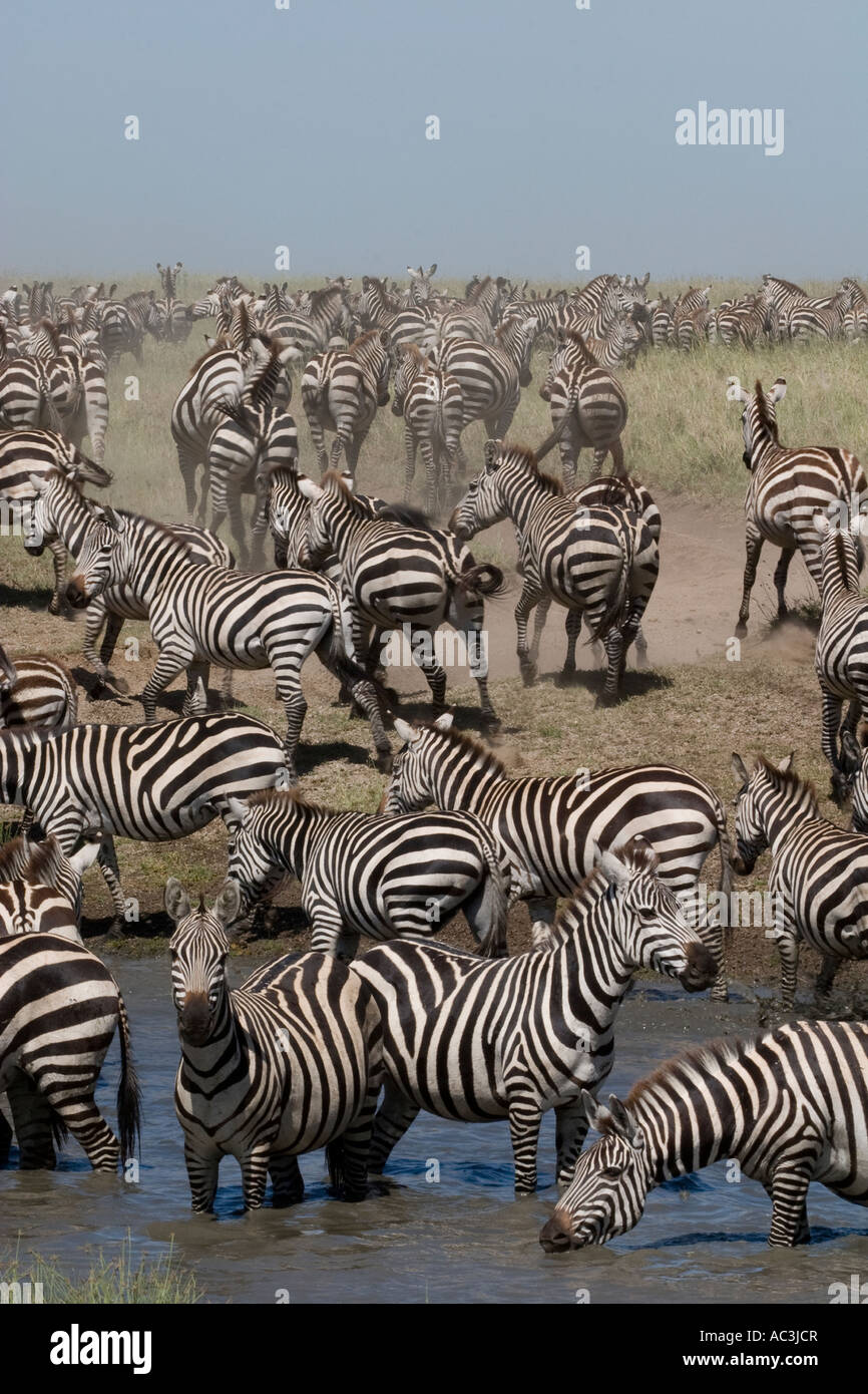 Large Common Zebra Herd Stock Photo - Alamy