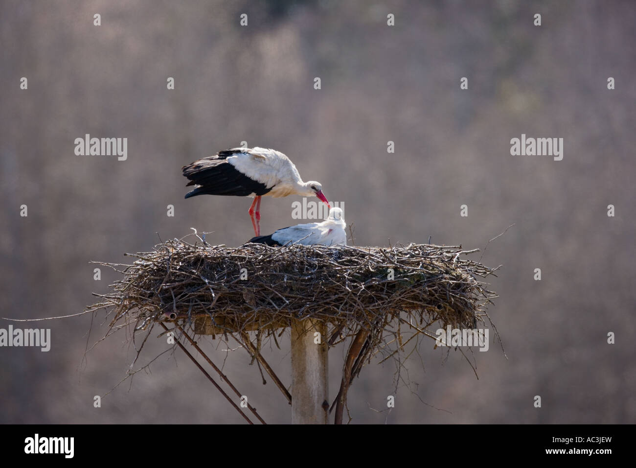 White stork pair in nest Stock Photo - Alamy