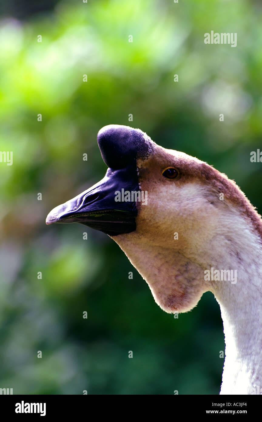 Animals knob goose hi-res stock photography and images - Alamy
