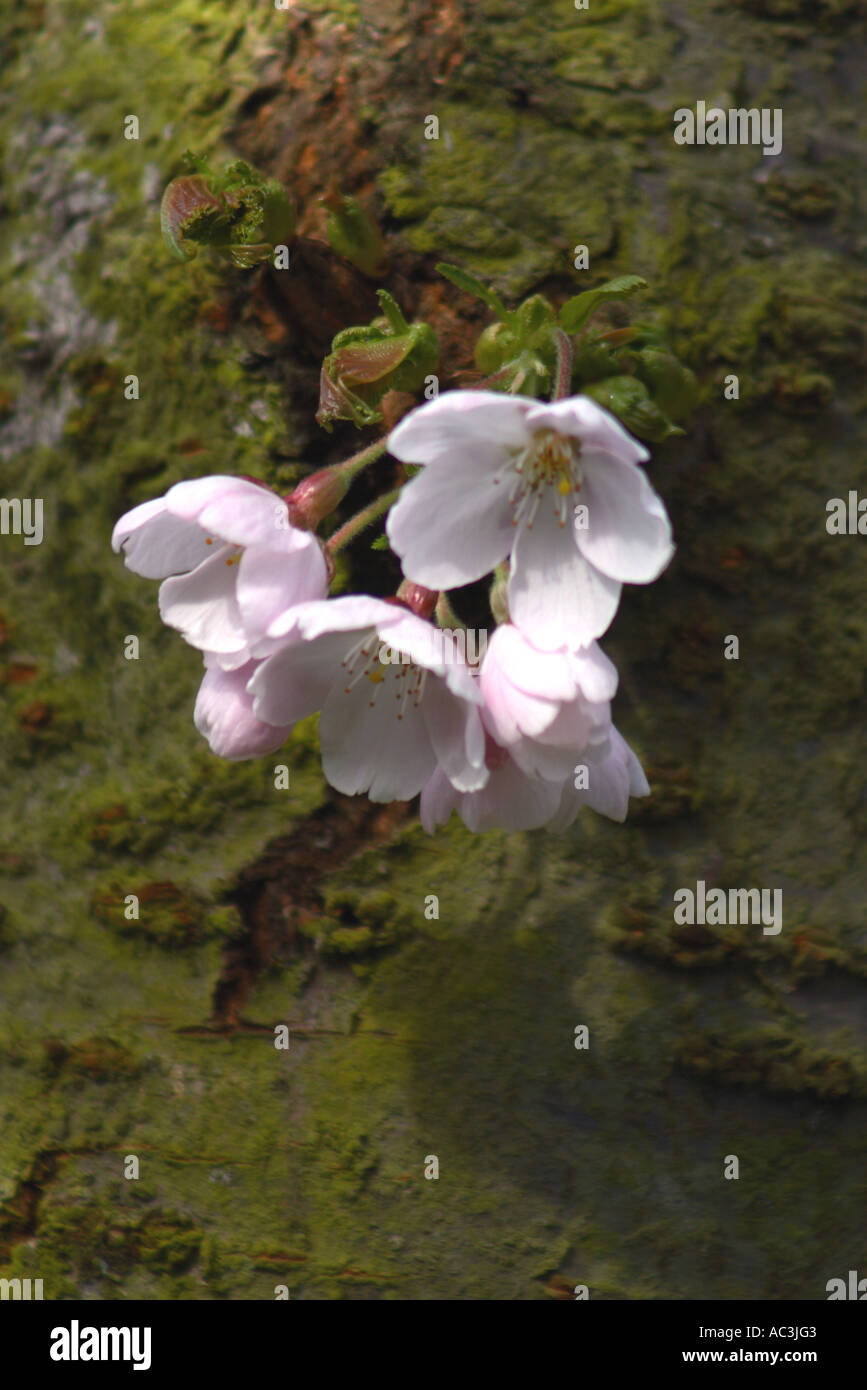 Blossem tree hi-res stock photography and images - Alamy