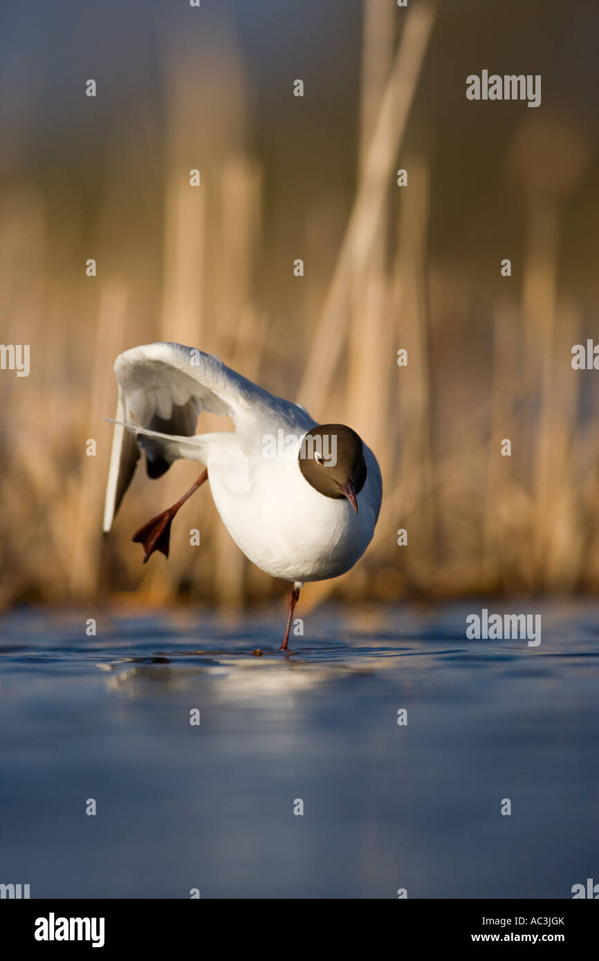Black headed gull stretching Stock Photo - Alamy