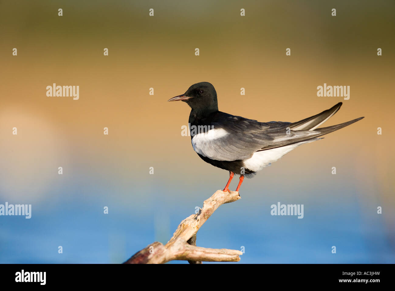 White winged black tern Stock Photo - Alamy
