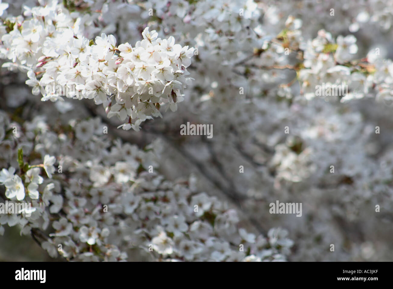 Blossem tree hi-res stock photography and images - Alamy