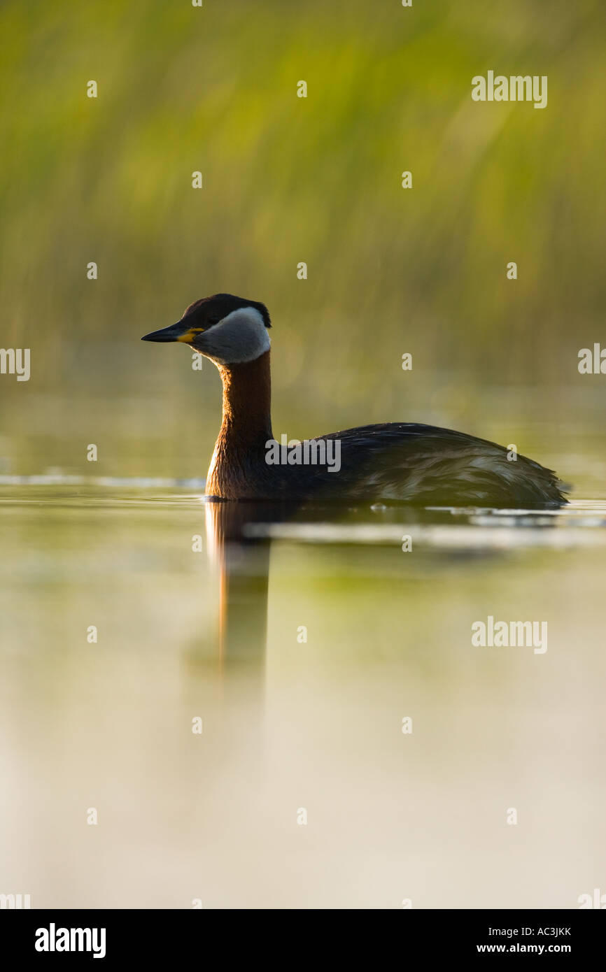 Red necked grebe swimming Stock Photo - Alamy