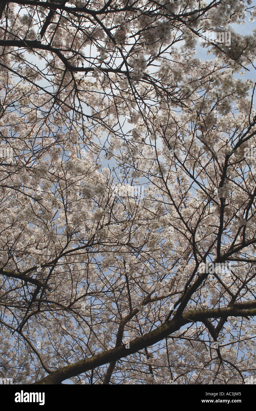 view up through blossoming tree branches Stock Photo - Alamy