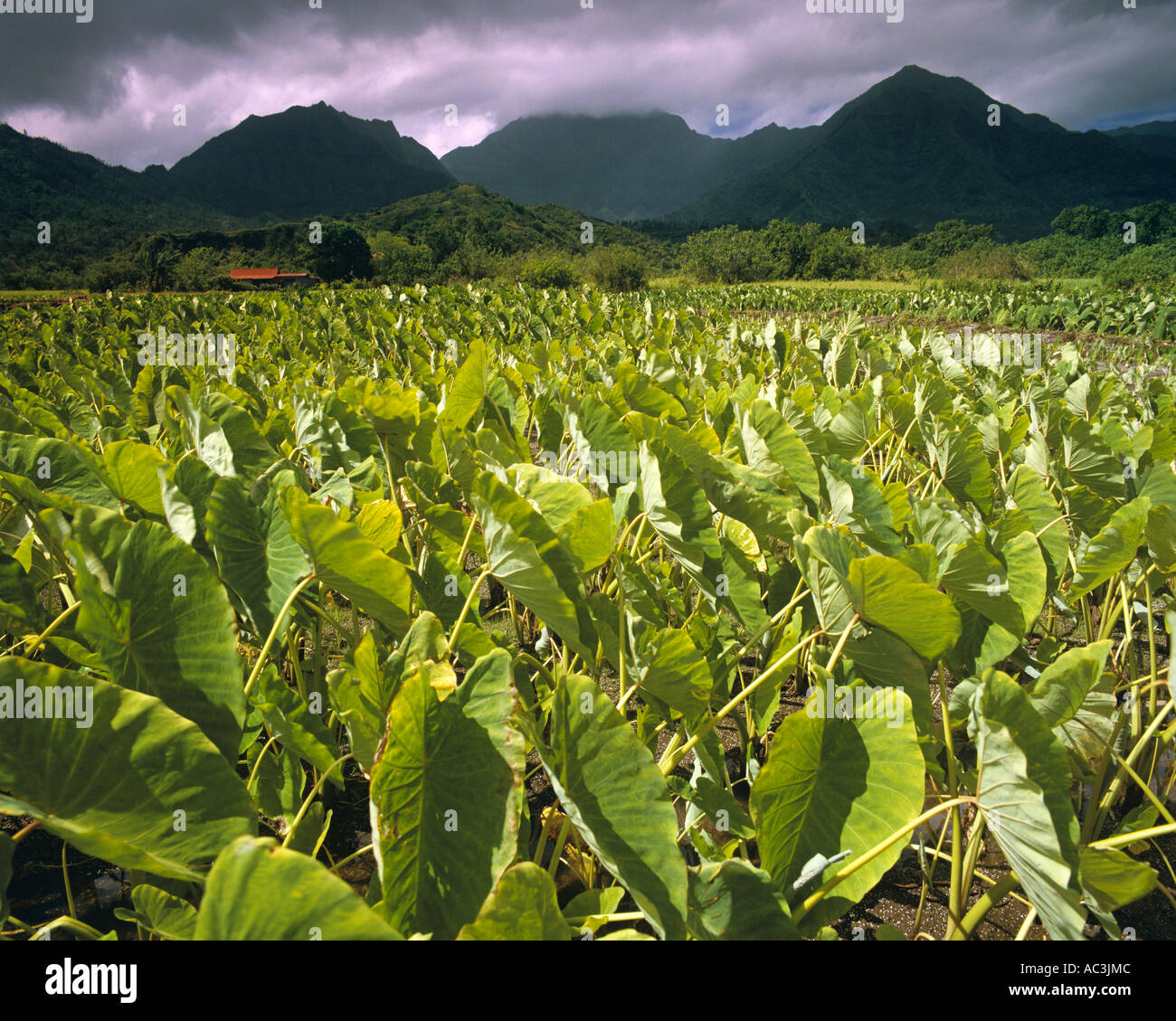American taro hi-res stock photography and images - Alamy