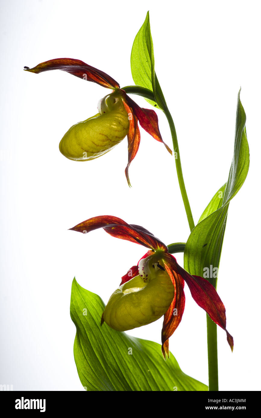 Yellow lady s Slipper on white background Stock Photo - Alamy