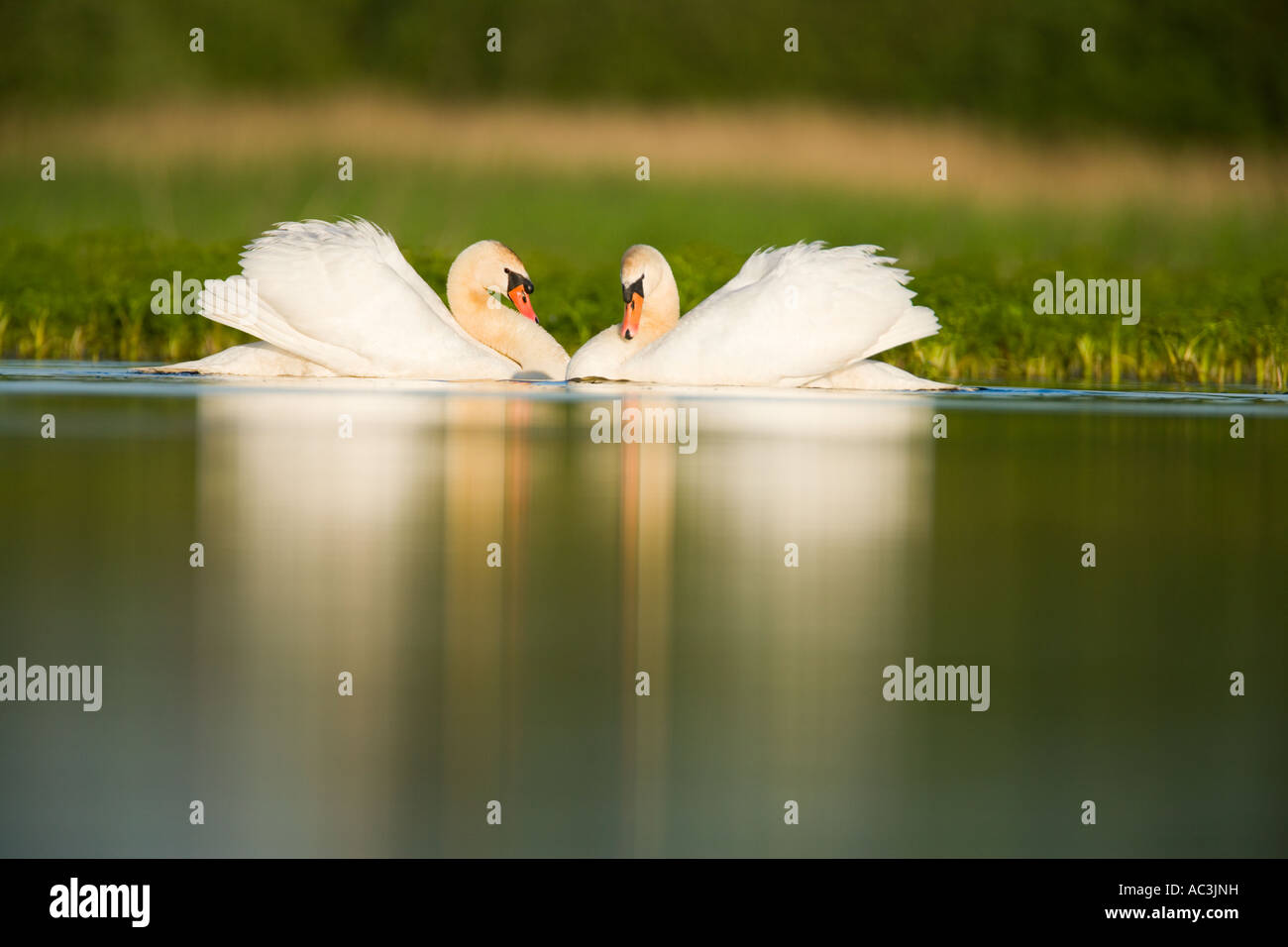 Mute swans displaying Stock Photo - Alamy