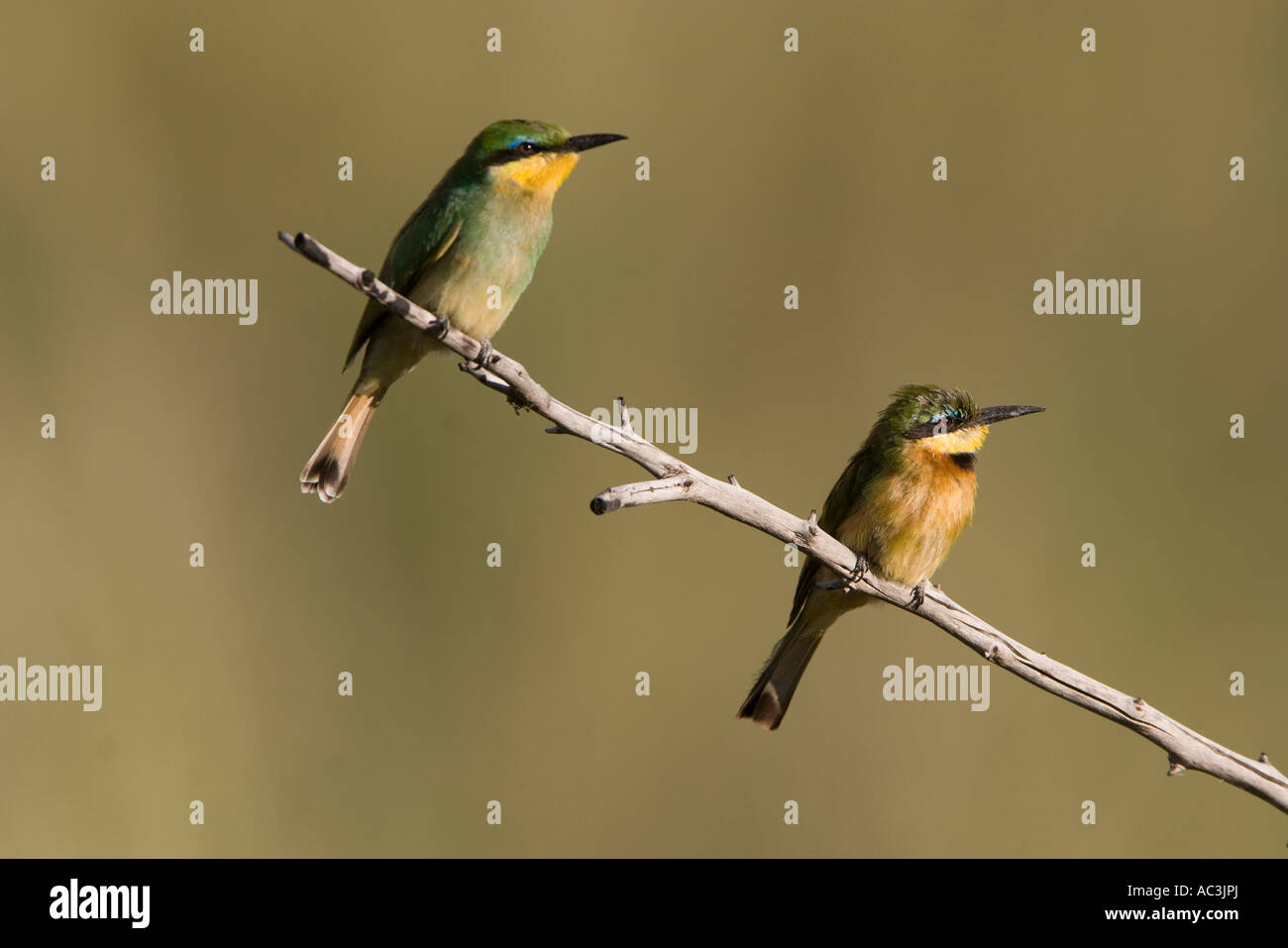 Two Little Bee Eaters Adult and Juvenile Stock Photo - Alamy