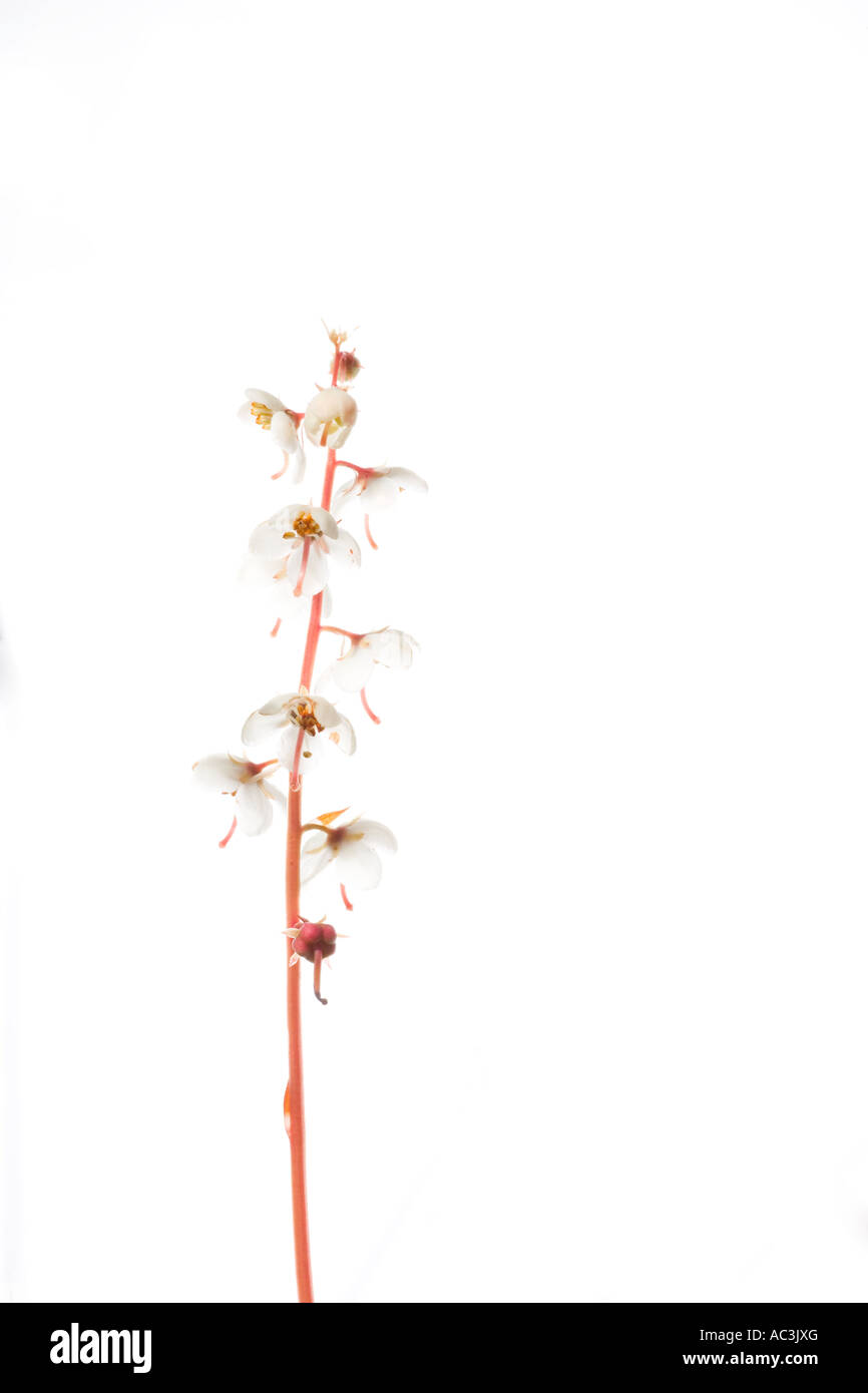 Round leaved wintergreen in flower Stock Photo - Alamy