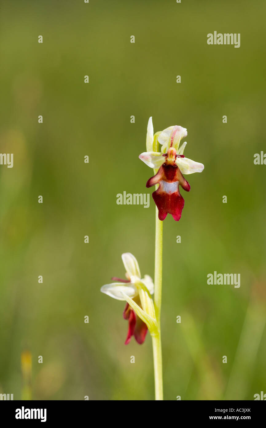 Fly orchid ophrys insectifera in bloom hi-res stock photography and ...
