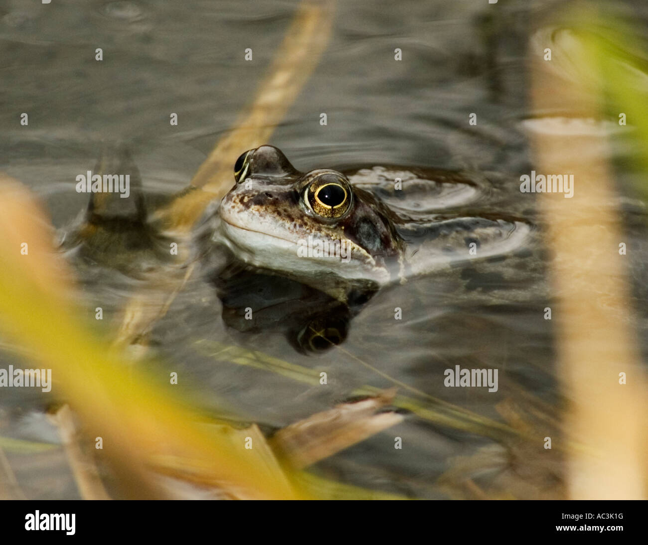 British common frog with head and back out of the water, surrounded by ...